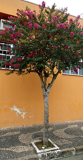 Meu Cantinho Verde: RESEDÁ - ( Lagerstroemia indica )