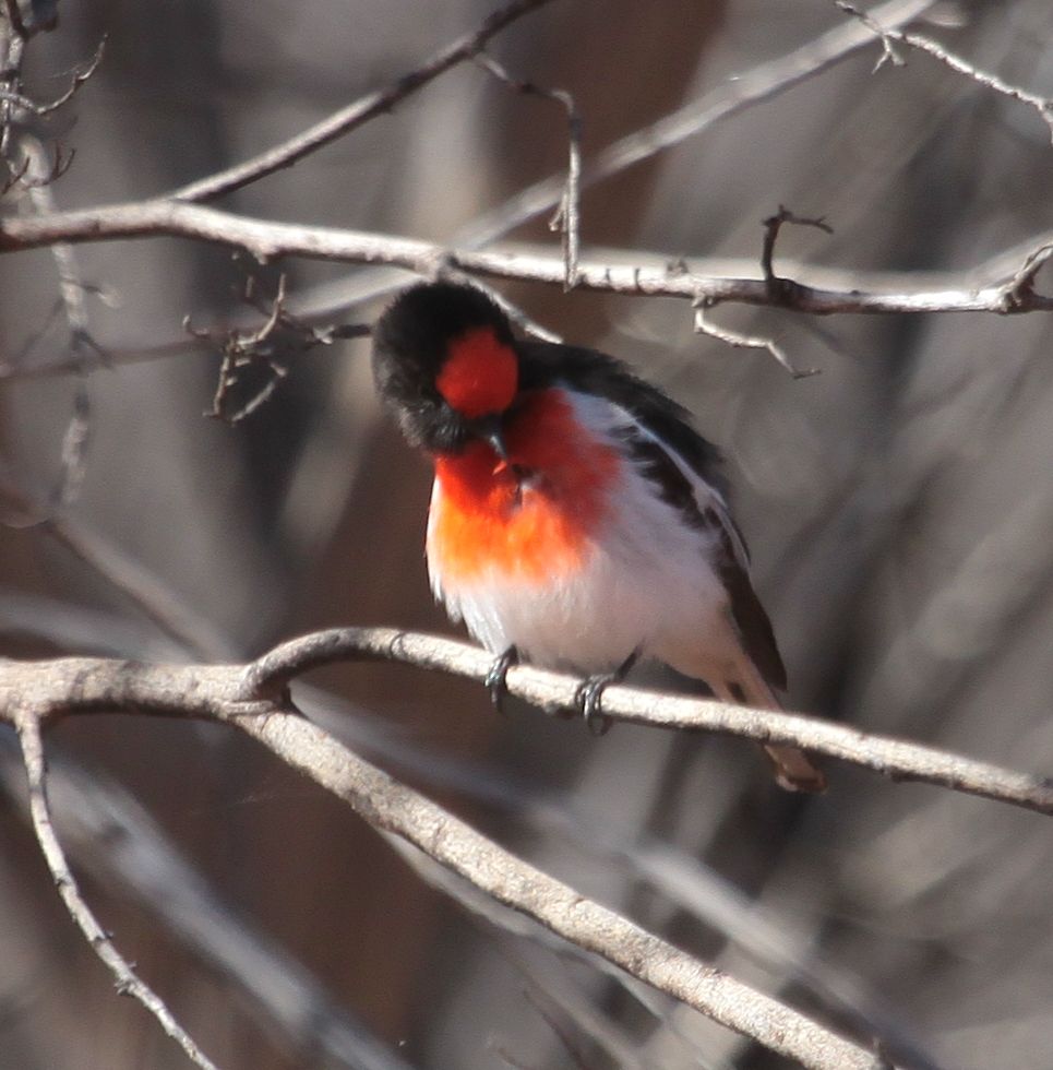 Richard Waring's Birds of Australia: Red-capped Robin
