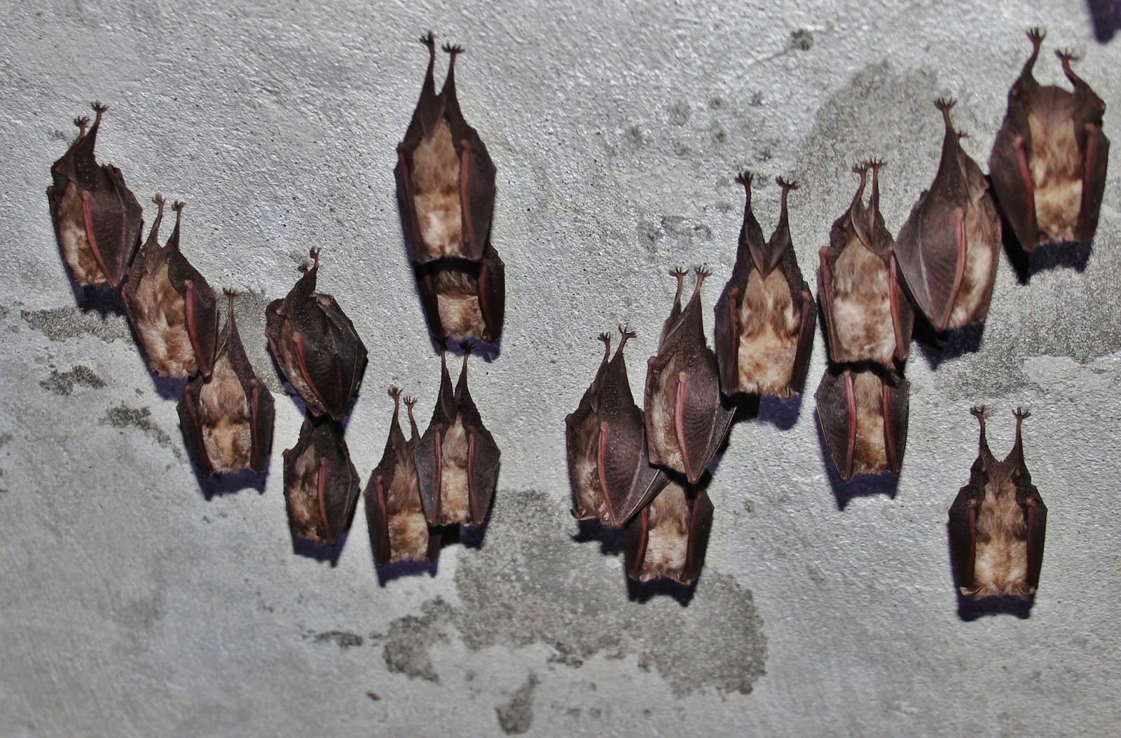 Mammals of Cyprus - Τα θηλαστικά της Κύπρου by George Konstantinou: The ...