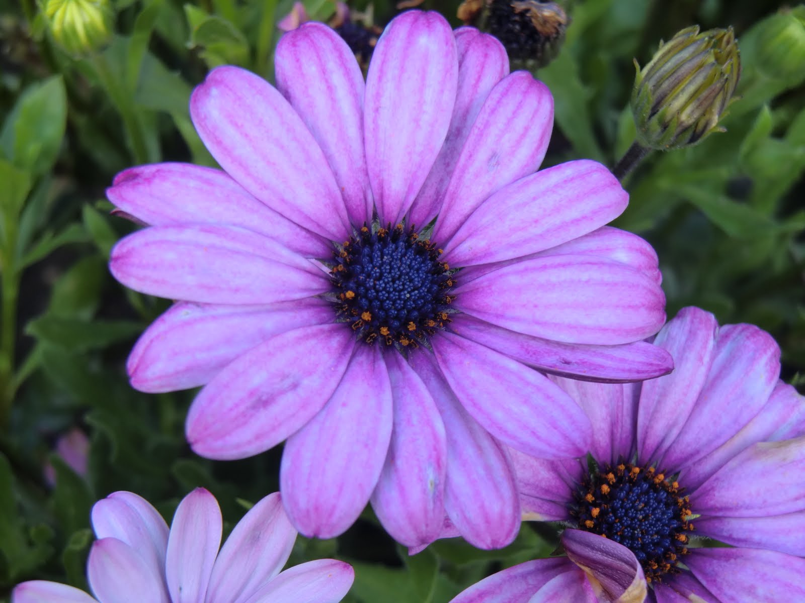 Hageheksa: Margerit (krysantemum)