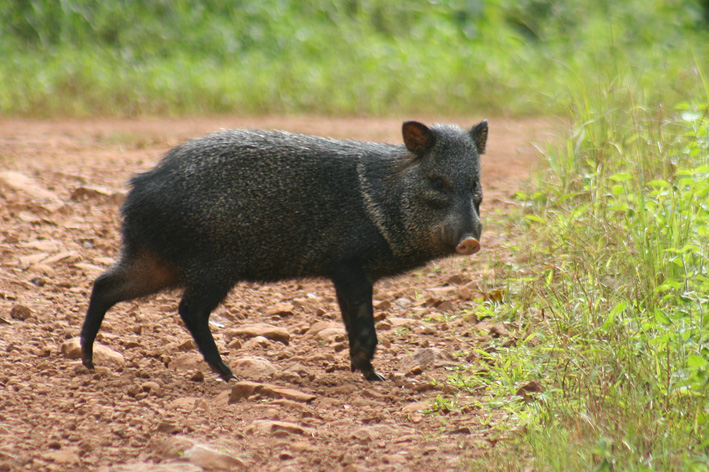 Projeto Ave Missões: Encontro com um mamífero "ex-tinto" no RS