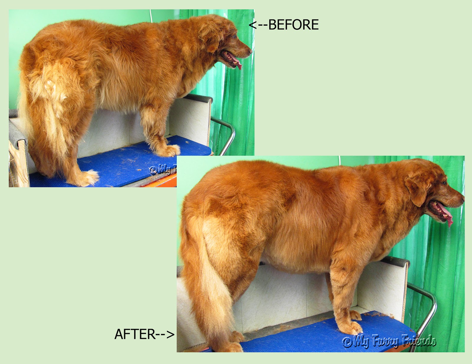 Pet Grooming: The Good, The Bad, & The Furry: Another Batch of Before ...