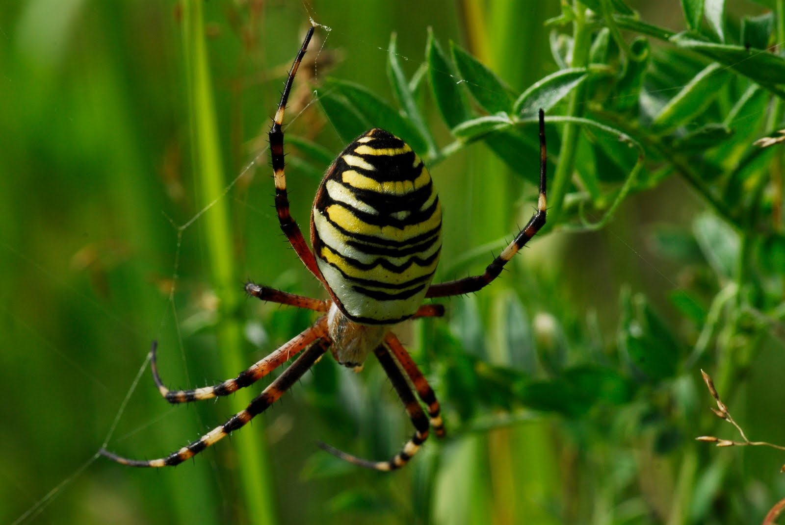 Estonian Nature Tours: Butterflies & Dragonflies Promotional tour in ...