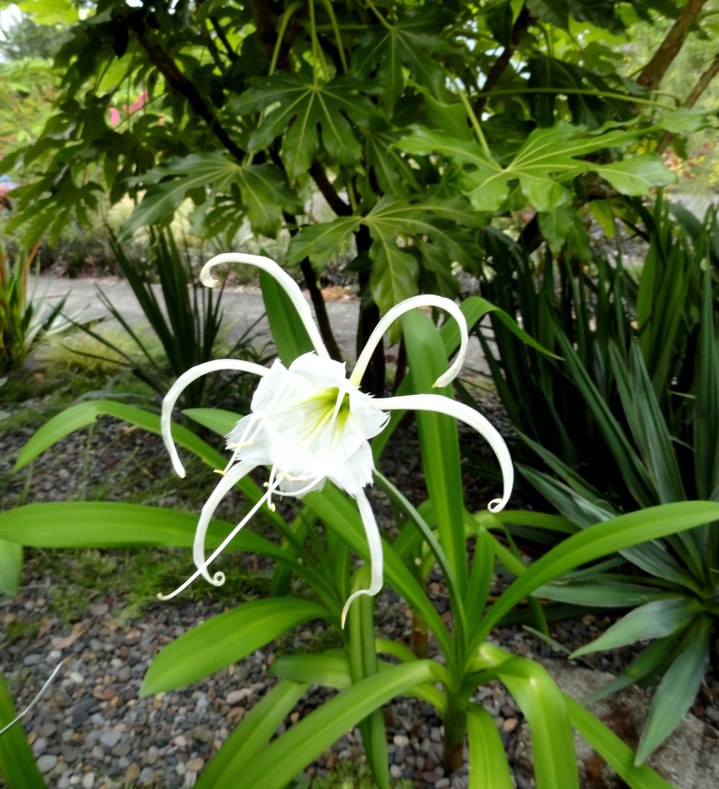 danger garden: Blooms for July…