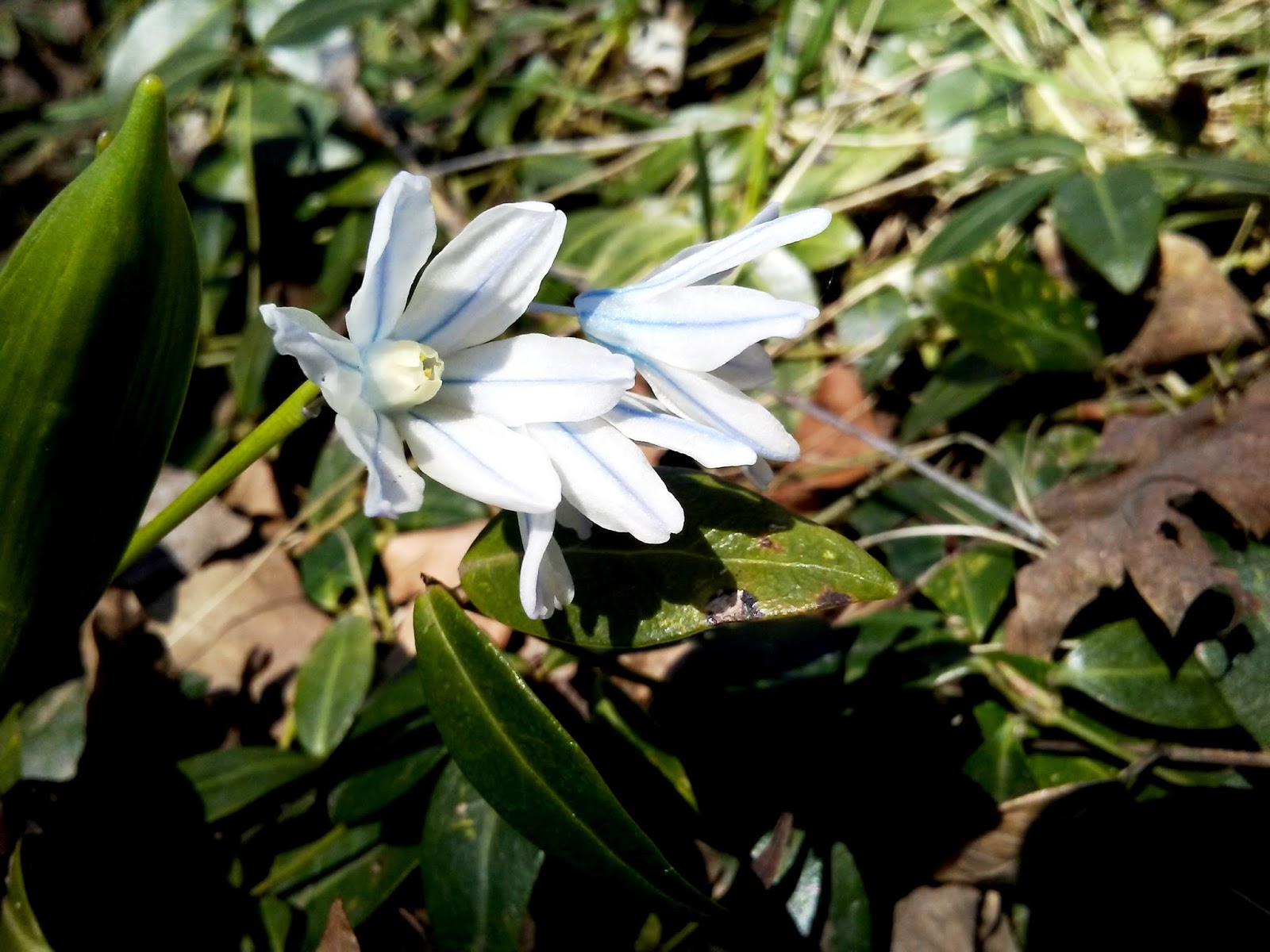 The Quiet Country House: Sunday Stroll - May Flowers