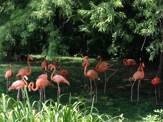 PHILLY TREES: THE SASQUATCH TREE