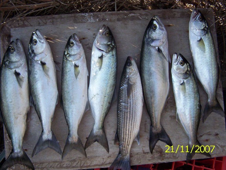 All Categories - coolkup