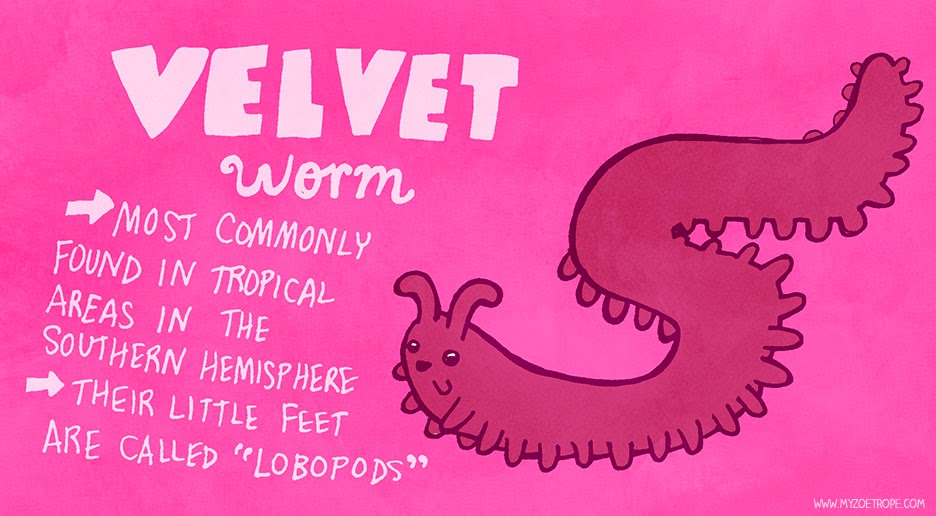 My Zoetrope: 304: Velvet Worm