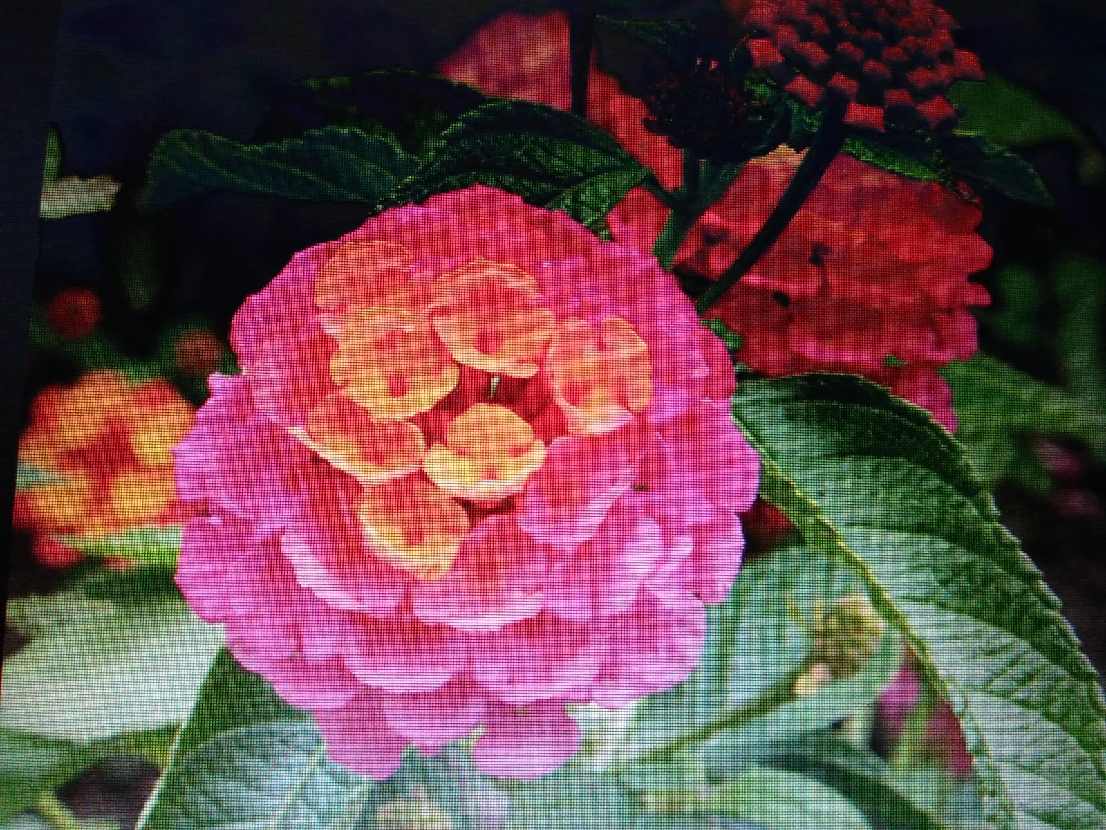 Fuziah Sulaiman blog: Jom kenali Tumbuhan BUNGA TAHI AYAM - MARIGOLD di ...