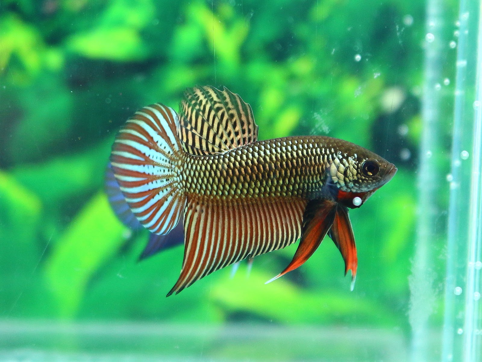 Function over form : r/bettafish