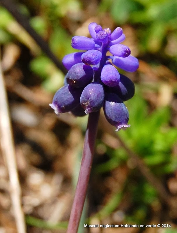 Hablando en verde: Nazarenos (Muscari neglectum)