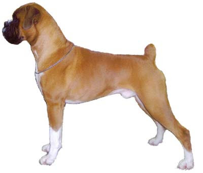 Dog Breed Informations: Boxer Dog : Facts and Characteristics
