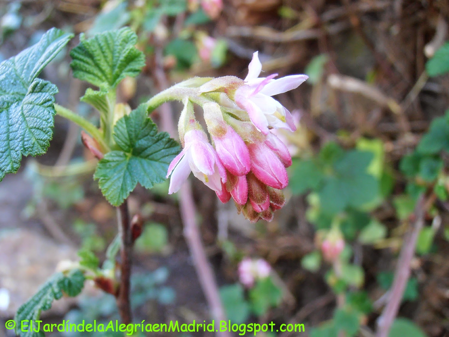El jardín de la alegría : Groselleros ornamentales (Ribes sanguineum ...