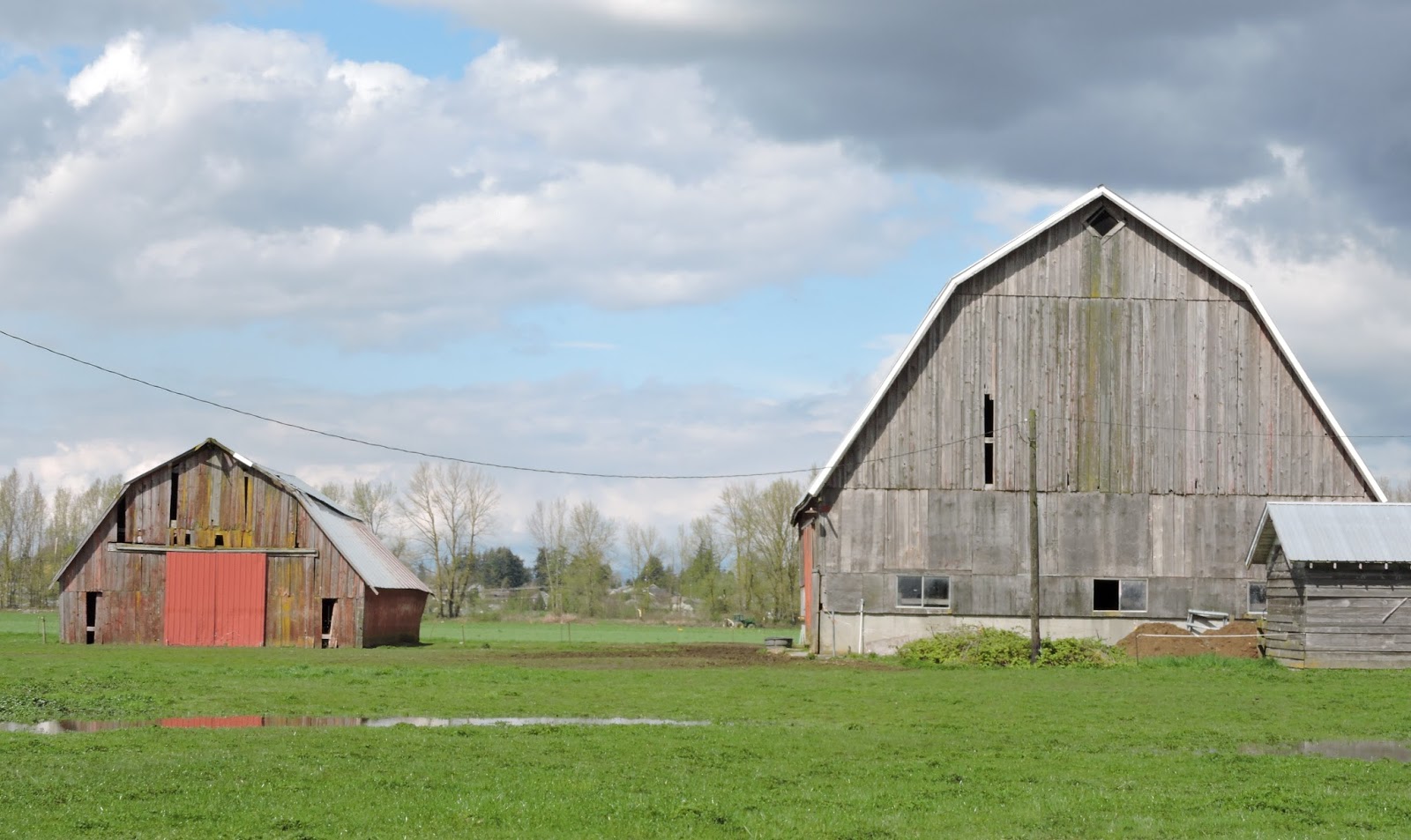 Scene Through My Eyes: Old Barns - Lynden, WA