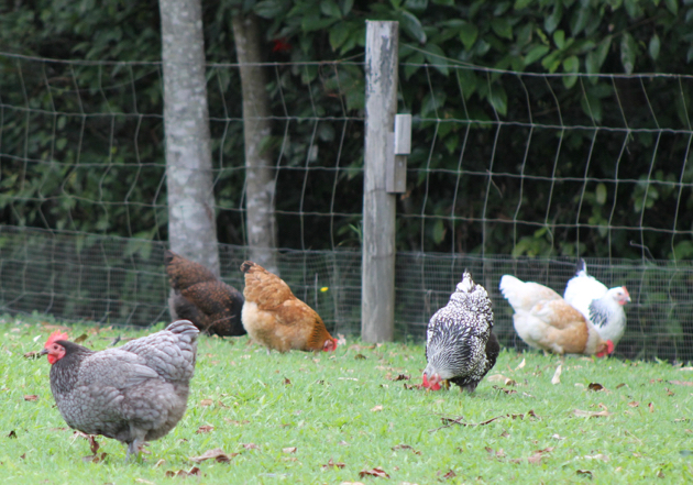 Foxes and chickens | down to earth