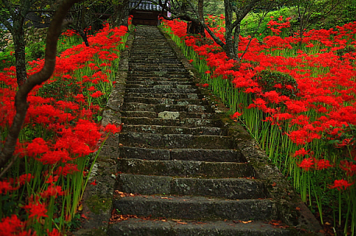 Four Seasons in Japan: Higan and spider lilies
