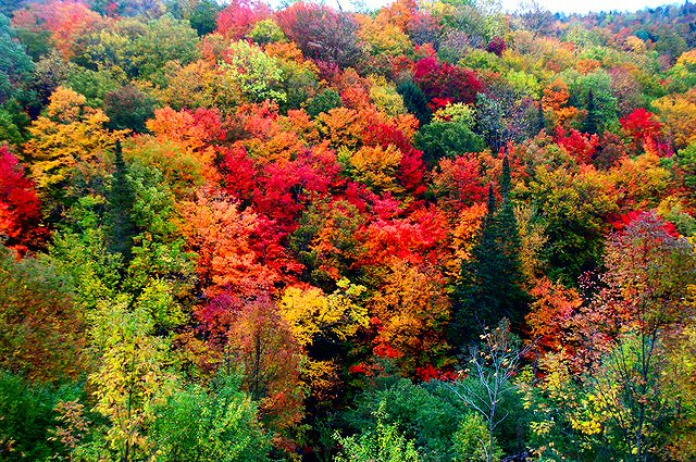 home salz: Happy Autumn