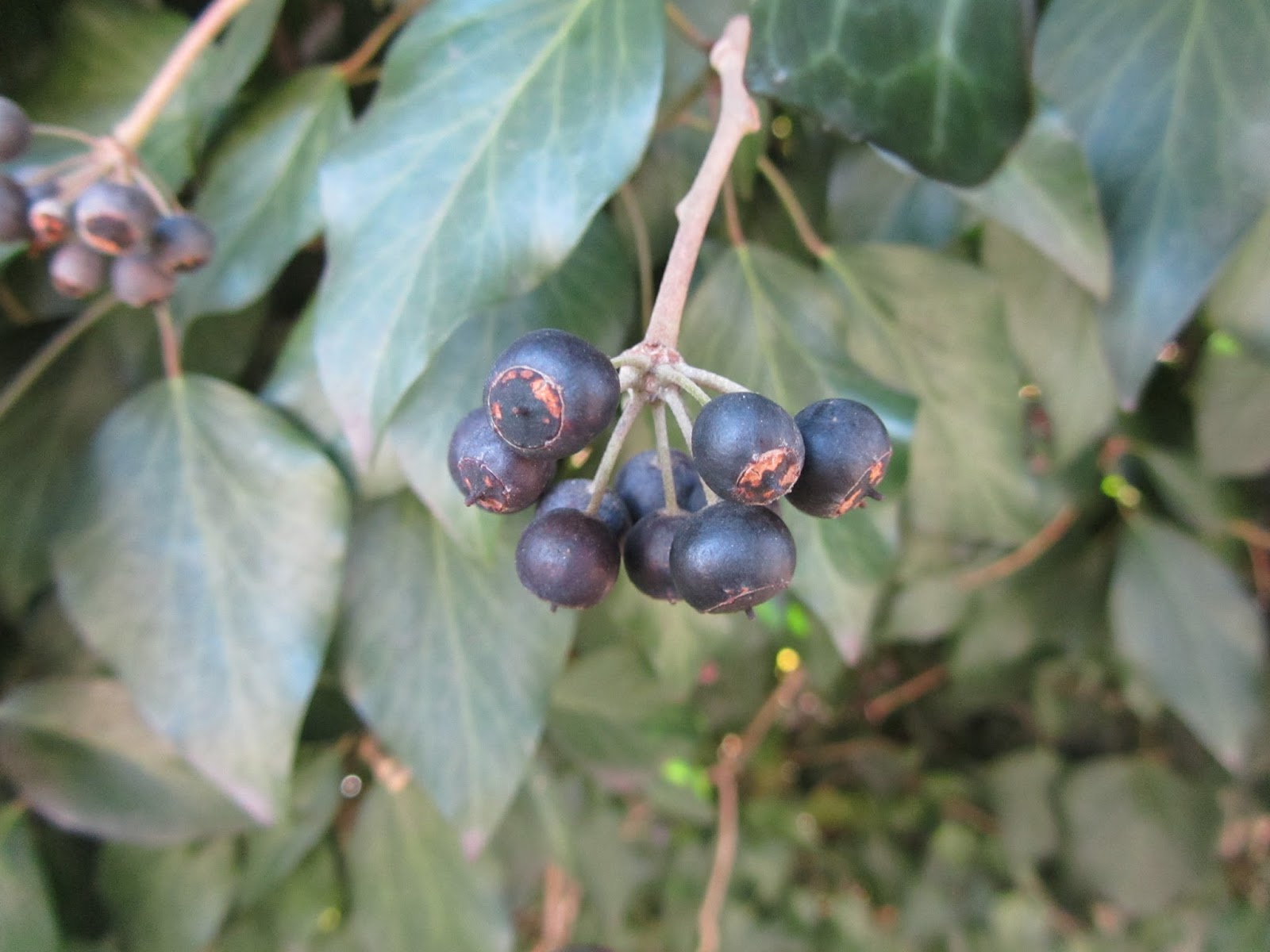 Edera (Hedera helix) alla Conquista delle Zone Ombrose, Come si Coltiva ...