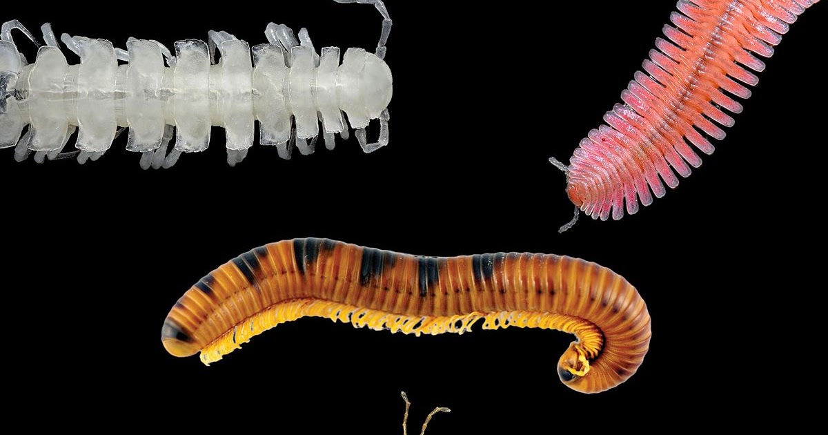 Reproducción en Miriapodos