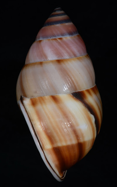 Dr. Lee's Gallery Museum: Amphidromus inversus annamiticus 53.03mm ...