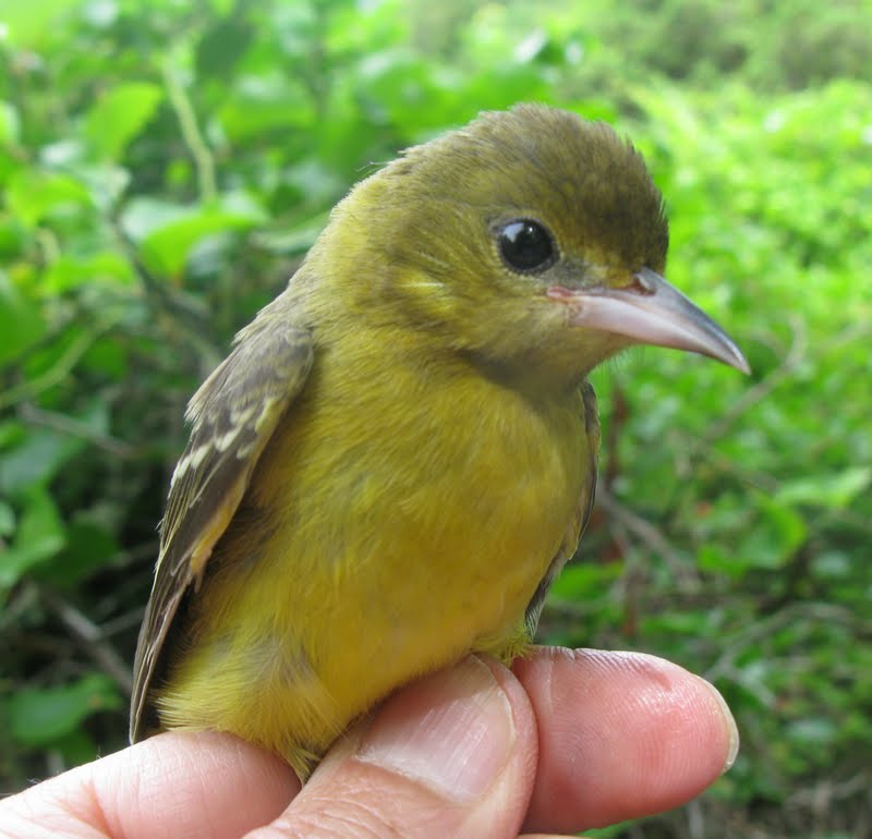 Cape Cod Bander: End of July and Fall migration