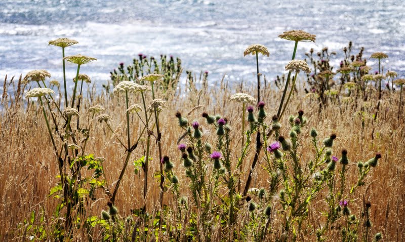 Barbara Rich Photography: Northern California Wildflowers and Native Plants