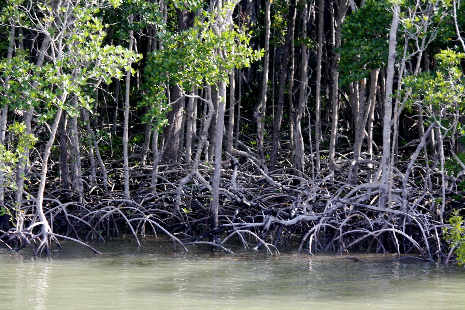 Ice and Snow: The Everglades: threatened wilderness