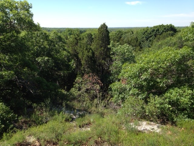 Metroplexing: Ever Heard of the Great Trinity Forest?