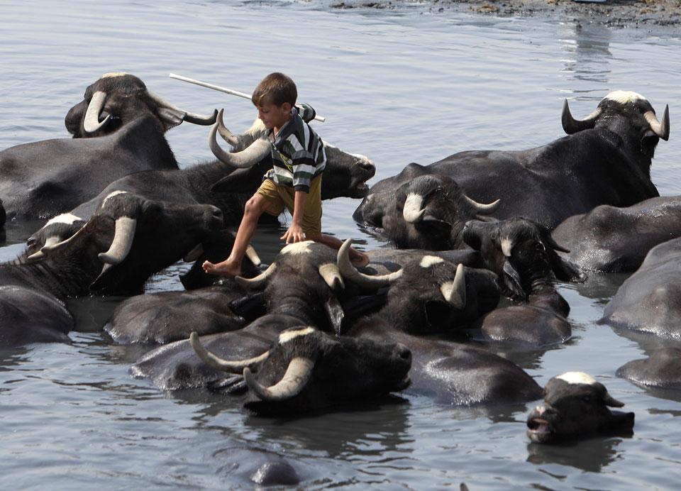 est100 一些攝影(some photos): cattle , Baghdad, Iraq 牛 , 巴格達 , 伊拉克