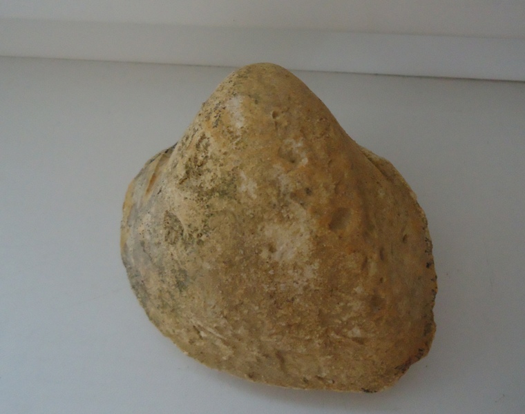Fossils & Antiques: Fossil Sea Shell Mussel