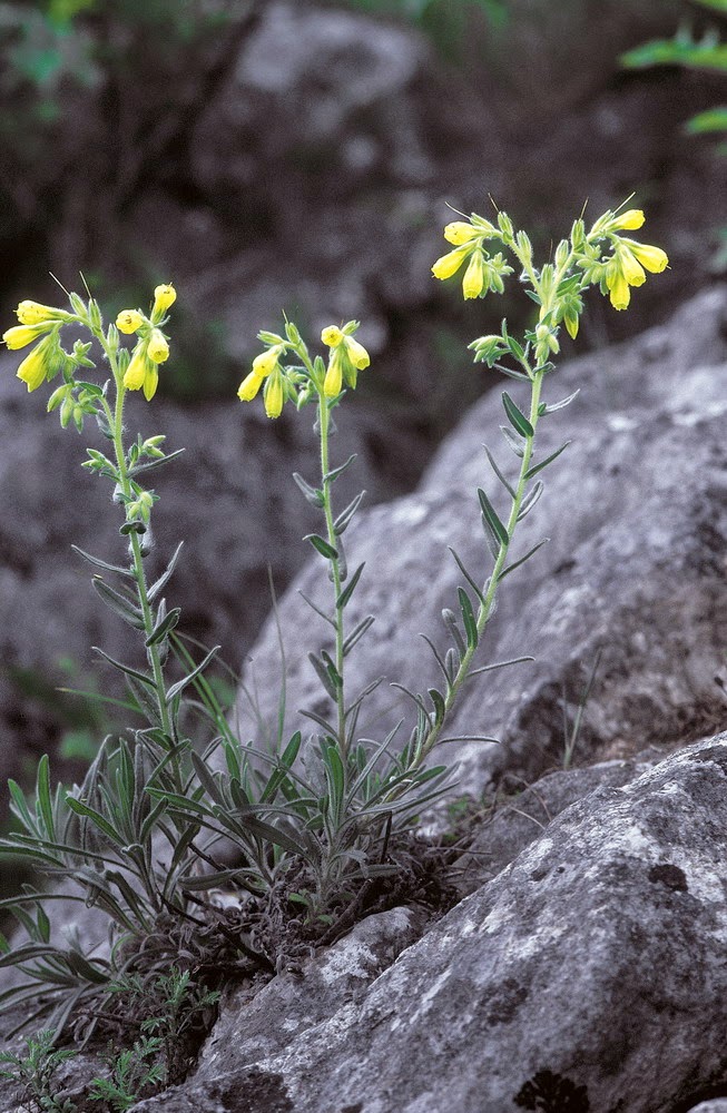 Scientia amabilis: Szeretetre méltó tudomány: Cikk a tornai vértő faji ...