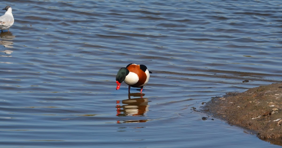 The Early Birder: Woolston Eyes Nature Reserve