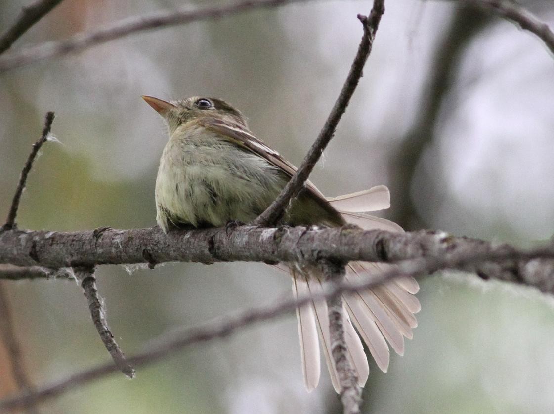 Jo's Morning Walk: Guajome Park "a Place of the Frogs"