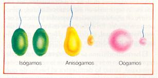 Características y diferencias entre la reproducción sexual y asexual