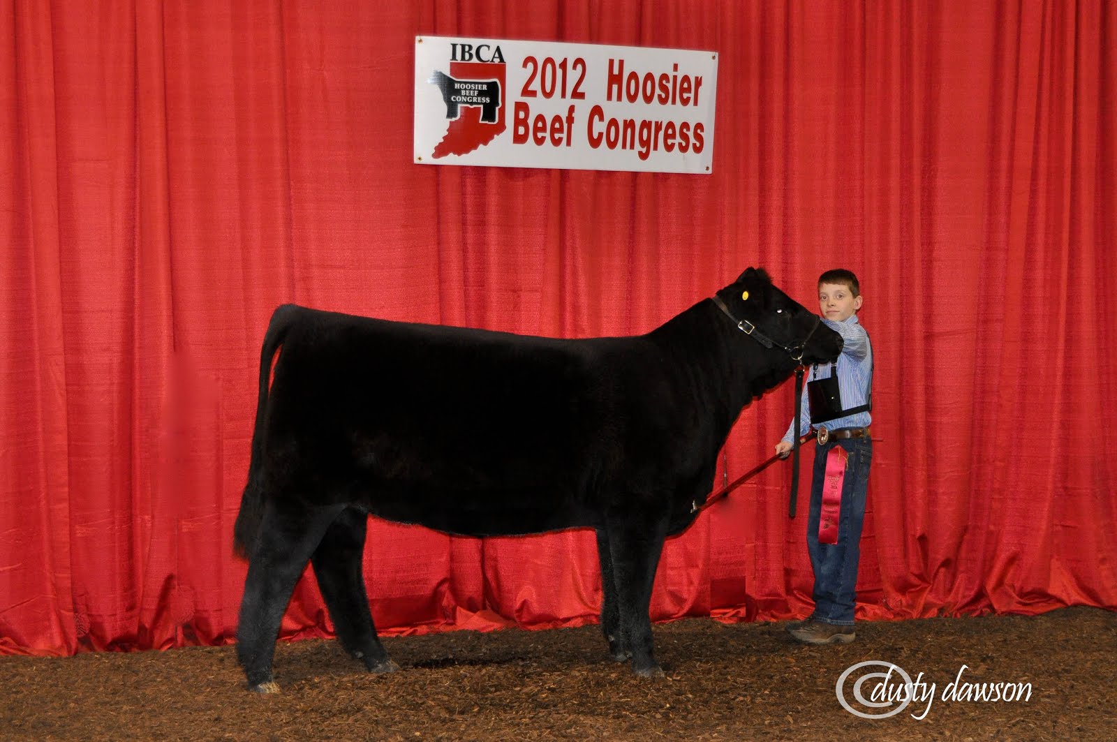 Dawson Cattle Company: Shows