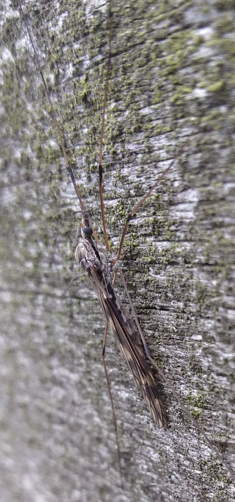Flies of Fife: Tipula rufina, Cullaloe LNR