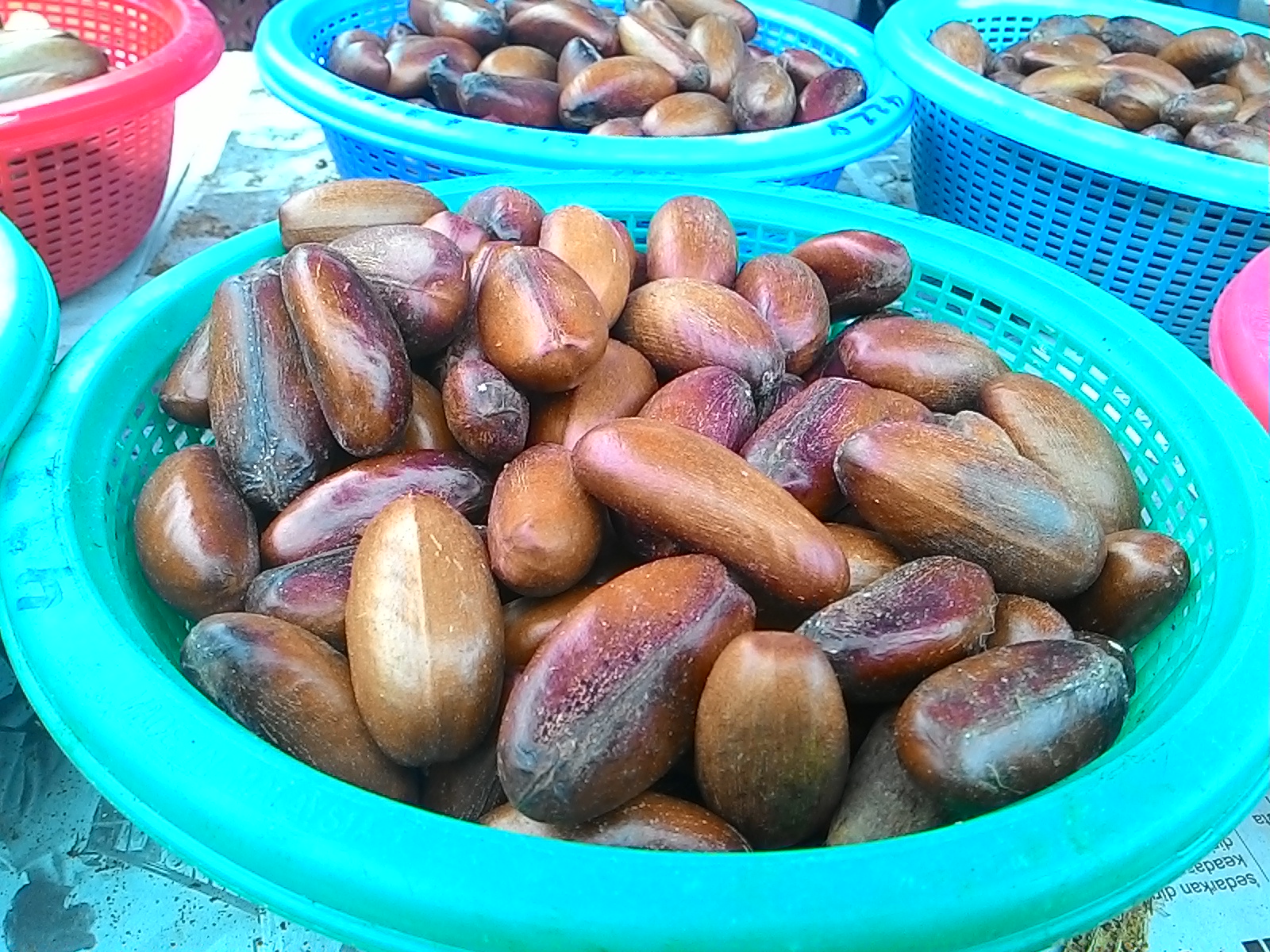 Ongzi's SecretGarden: Elateriospermum tapos - Kerampai