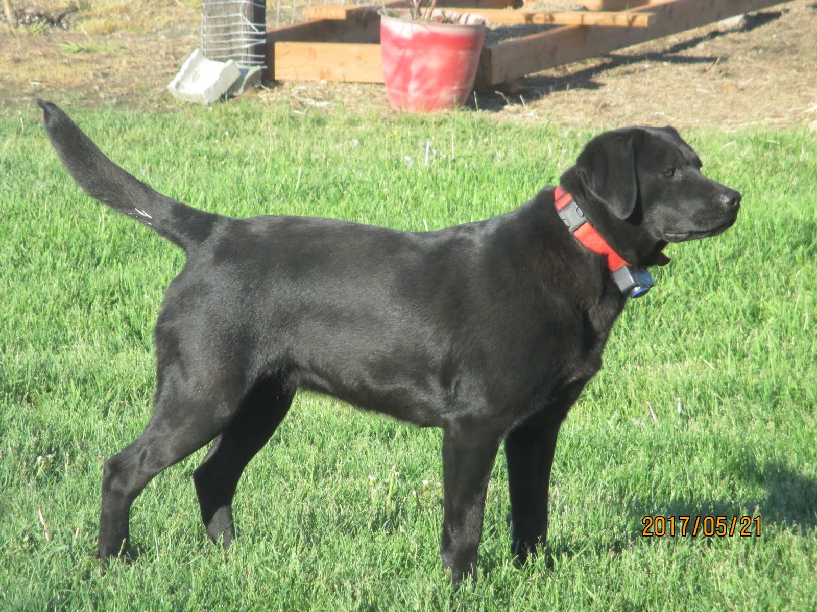 Red Dog, Spotted Sheep
