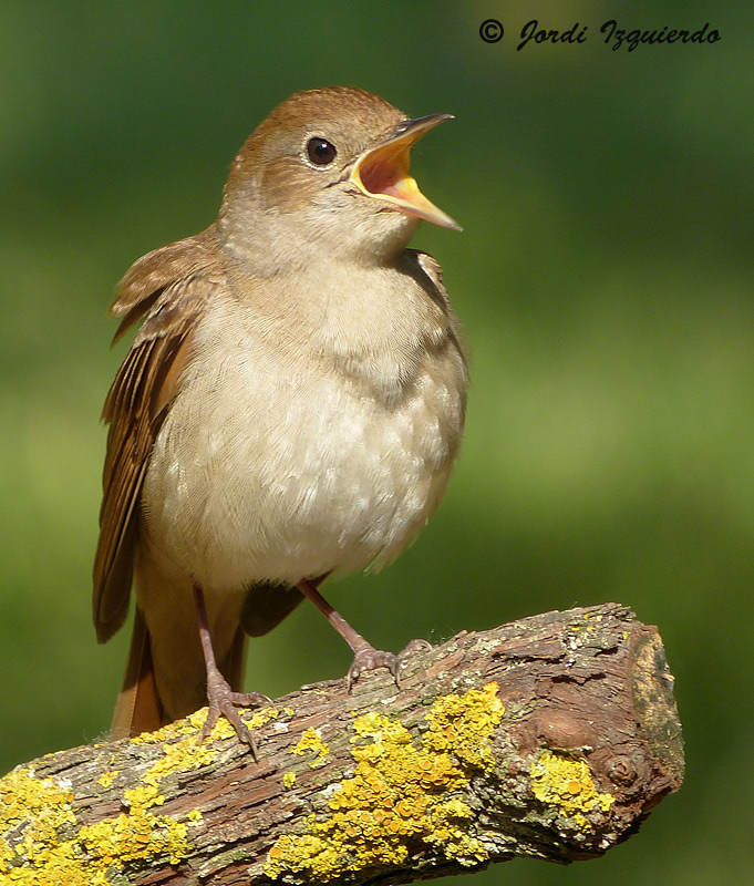...NATURA FOTOGRÀFICA: 1/5/13 - 1/6/13