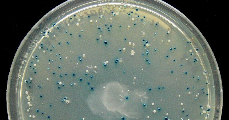 BLOGAddict: SELEKSI BIRU PUTIH