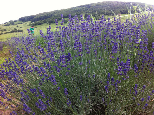 Lavanda Transilvania