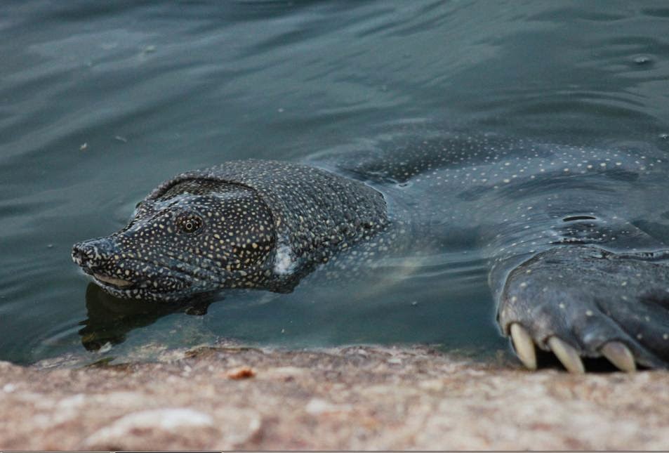 Cryptodraco: Mokèlé-Mbèmbé, Part 5: “The Real Brontosaurus of the Congo”