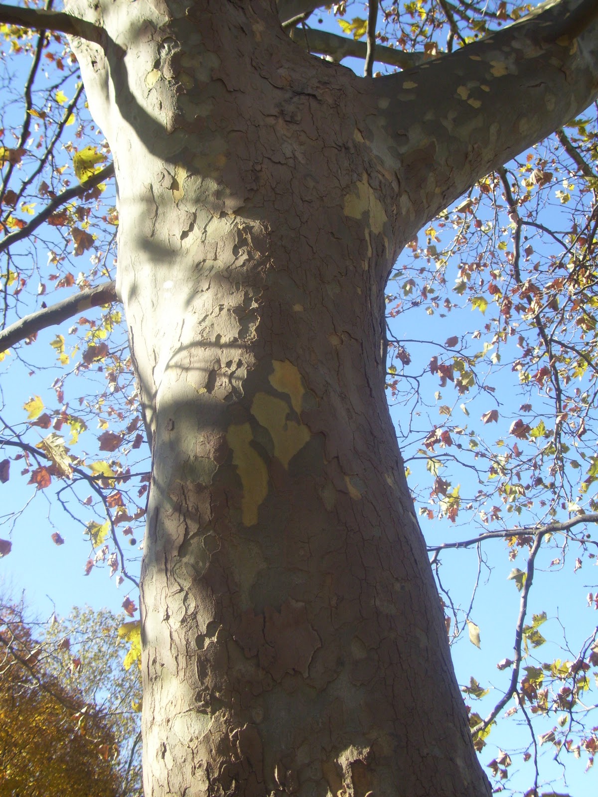 Virginia Tree Blog: 1: American Sycamore