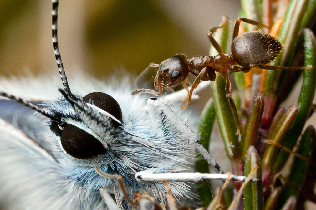 phils photographic adventures: Silver Studded Blues with Ants at Prees ...