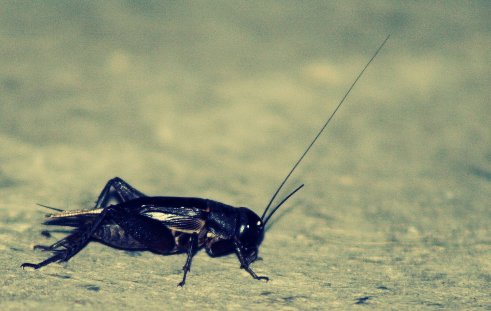 INSIDE PHOTOGRAPHY: ¡Insecto a la vista!