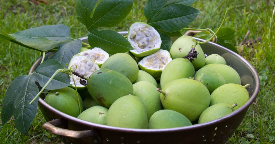 GardenCuizine: Harvesting Passon Fruit. When are they ripe? Freezing ...