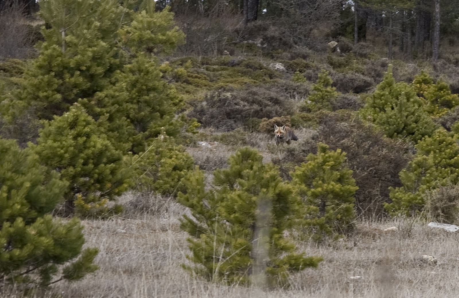 Lienzo tierra: El vergel de las simas