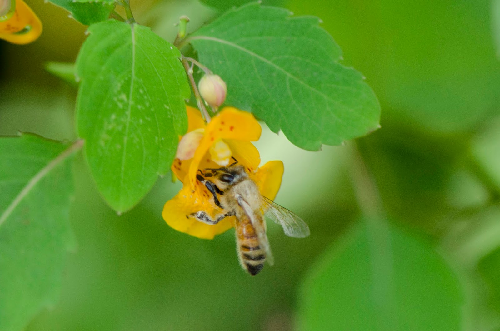 Urban Wildlife Guide: Insects at Work