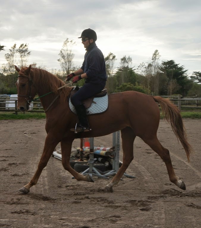 Ecuries Coursin: Gaspard, le très beau KWPN