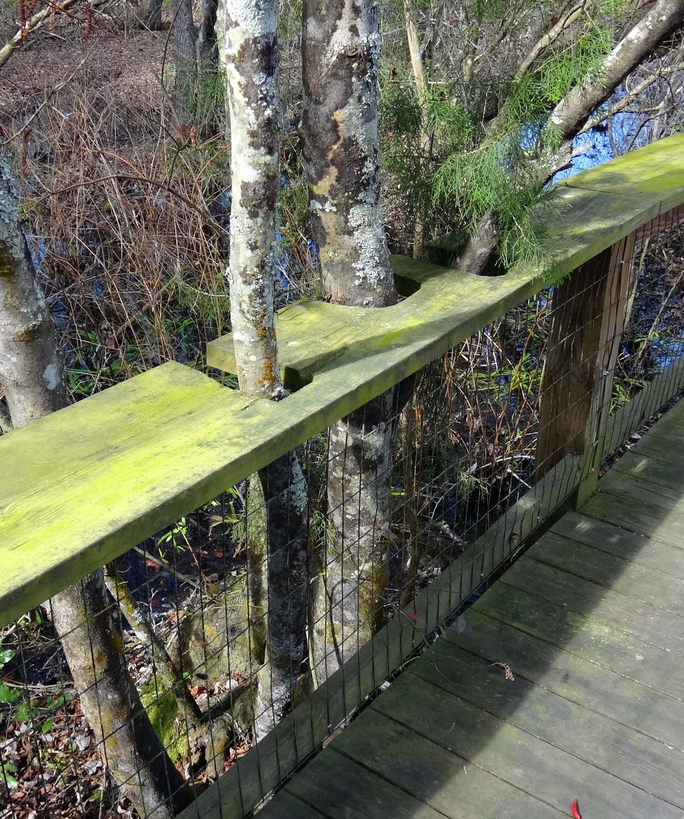 Joe's Retirement Blog: Audubon Swamp Garden, Charleston, South Carolina ...